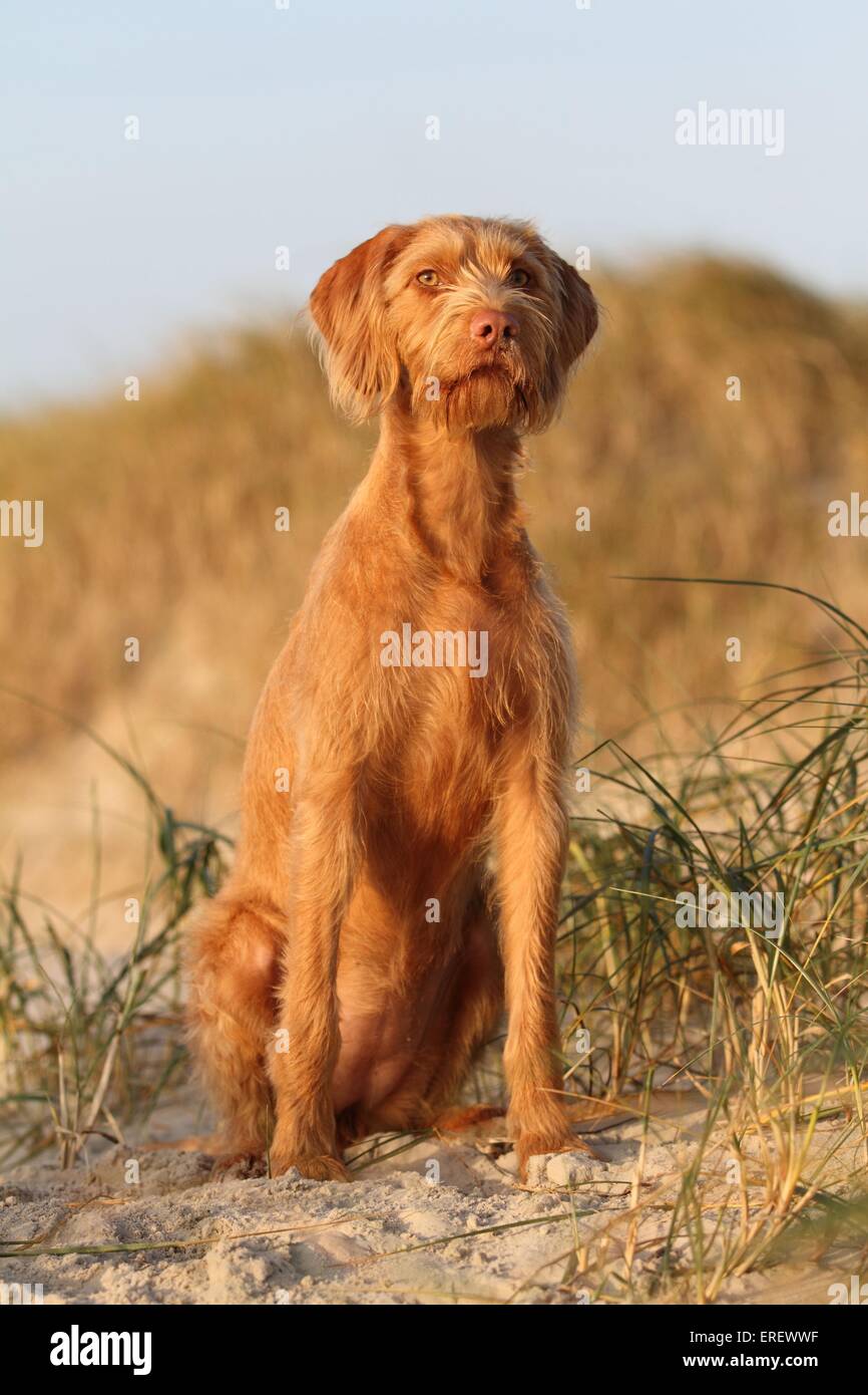 sitting wirehaired Magyar Vizsla Stock Photo - Alamy