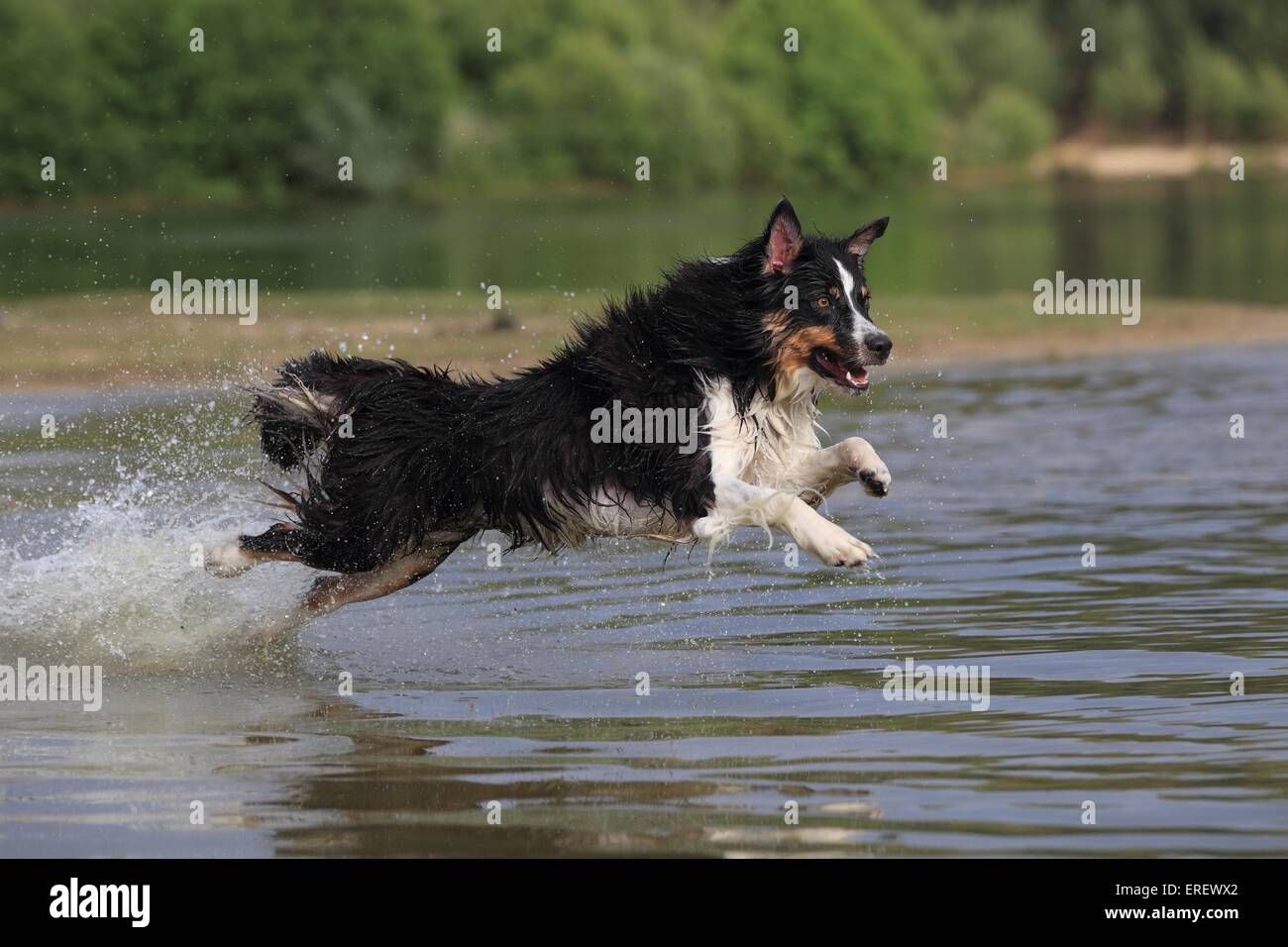 jumping Australian Shepherd Stock Photo - Alamy