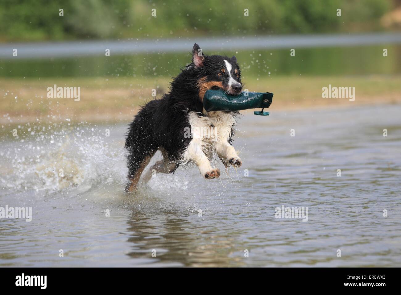 playing Australian Shepherd Stock Photo - Alamy