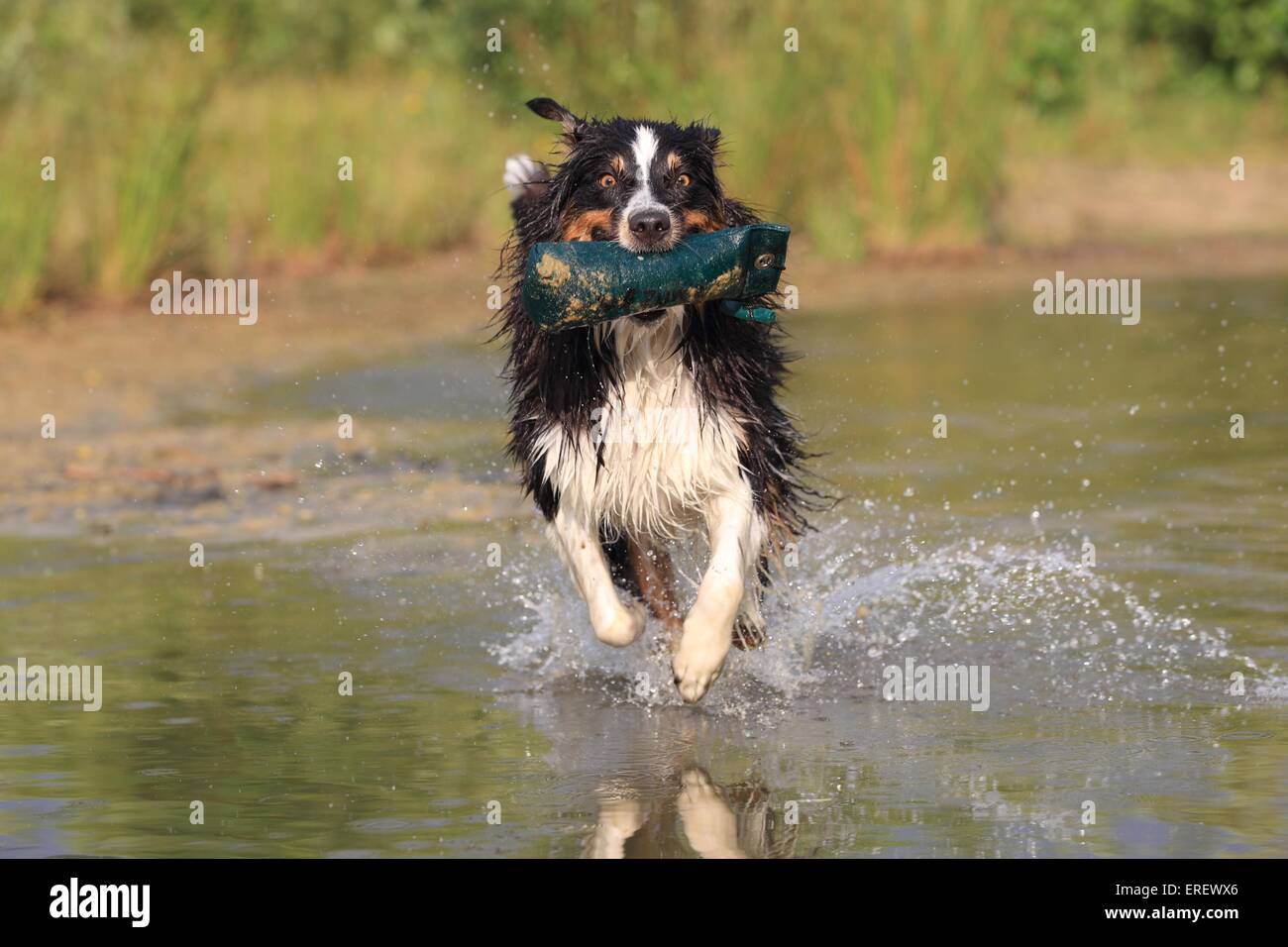 playing Australian Shepherd Stock Photo - Alamy