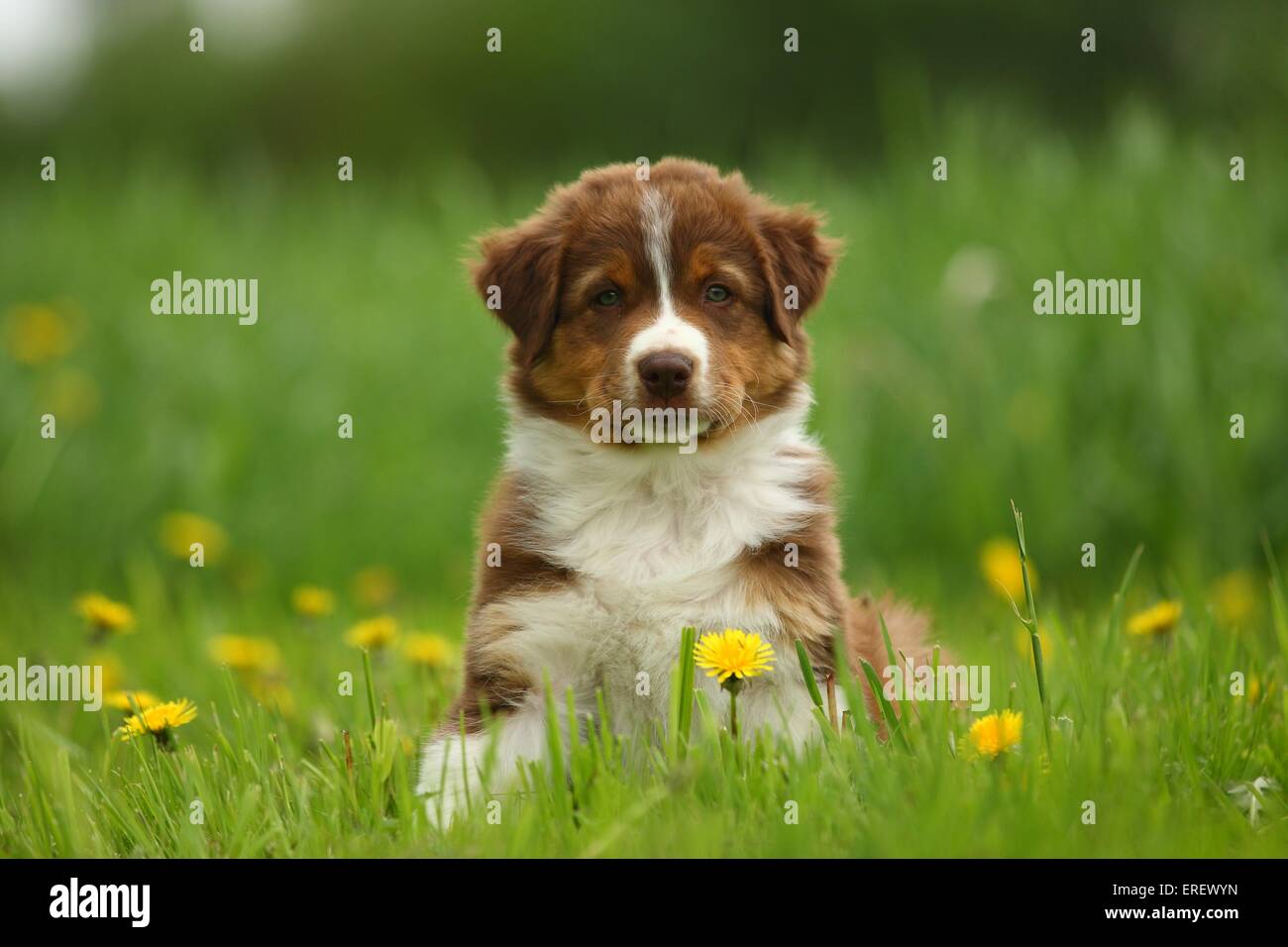 Australian Shepherd puppy Stock Photo - Alamy