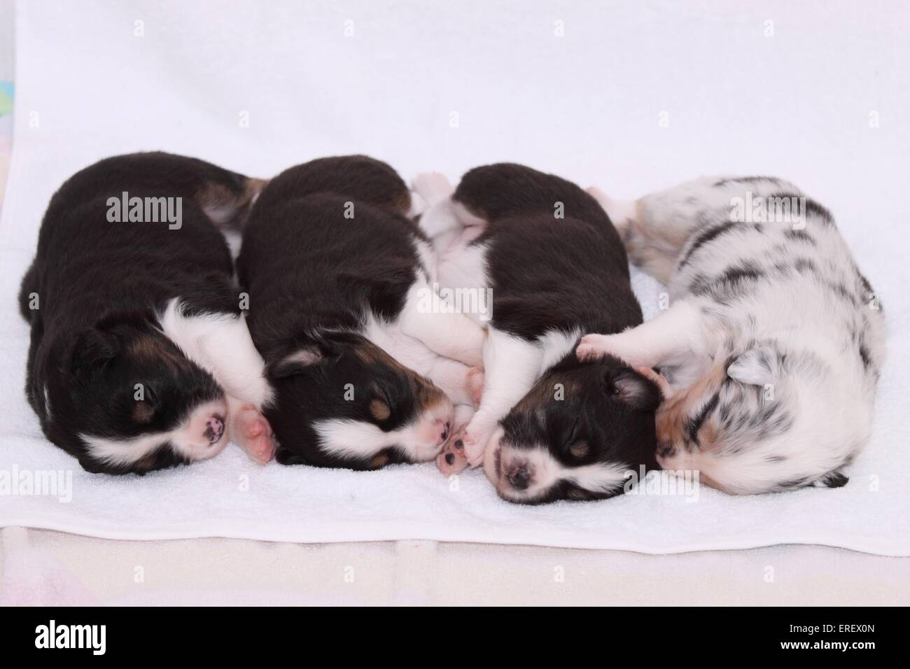 Australian Shepherd Babies Stock Photo - Alamy