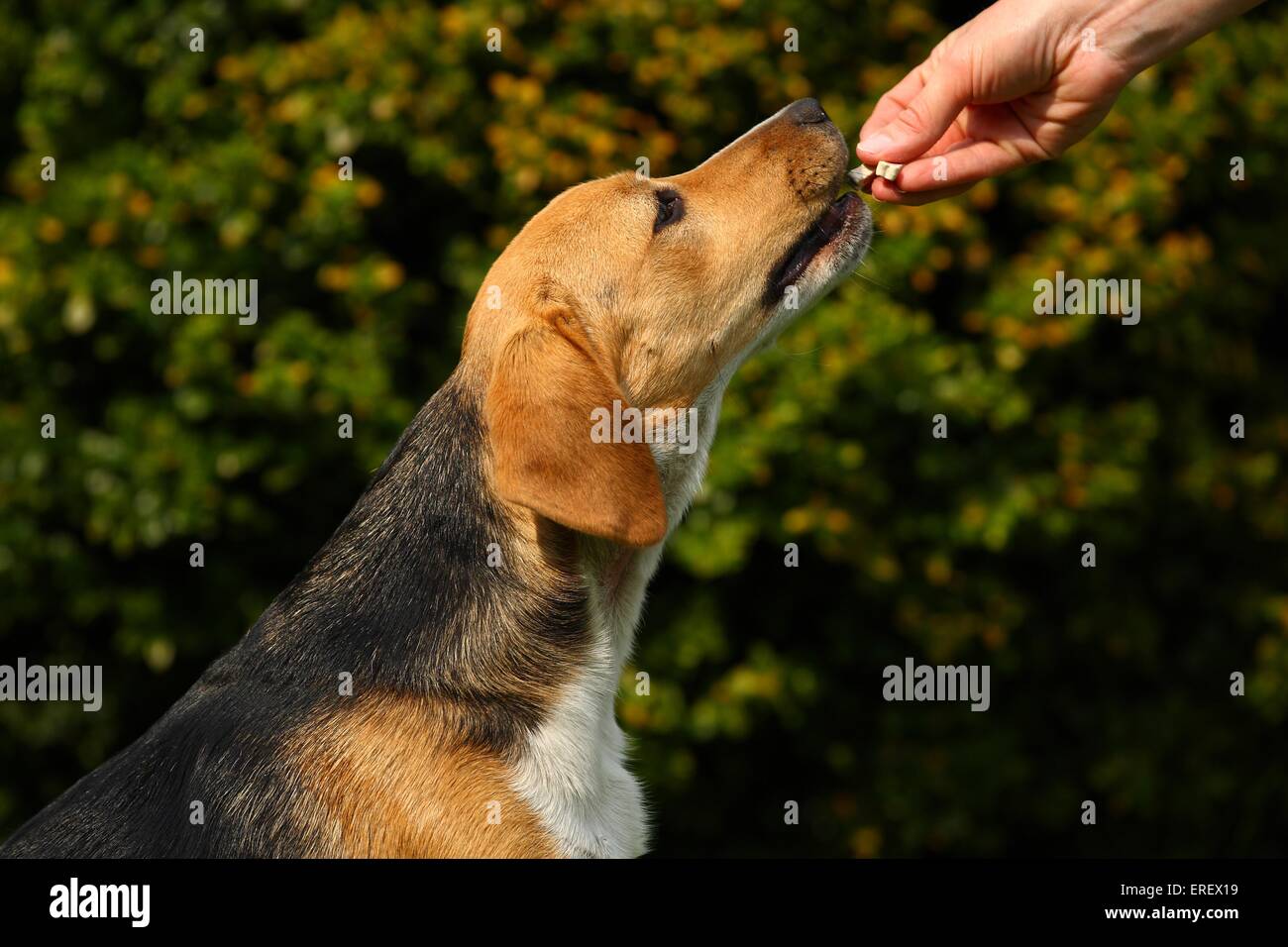 Dog eating hi-res stock photography and images - Alamy