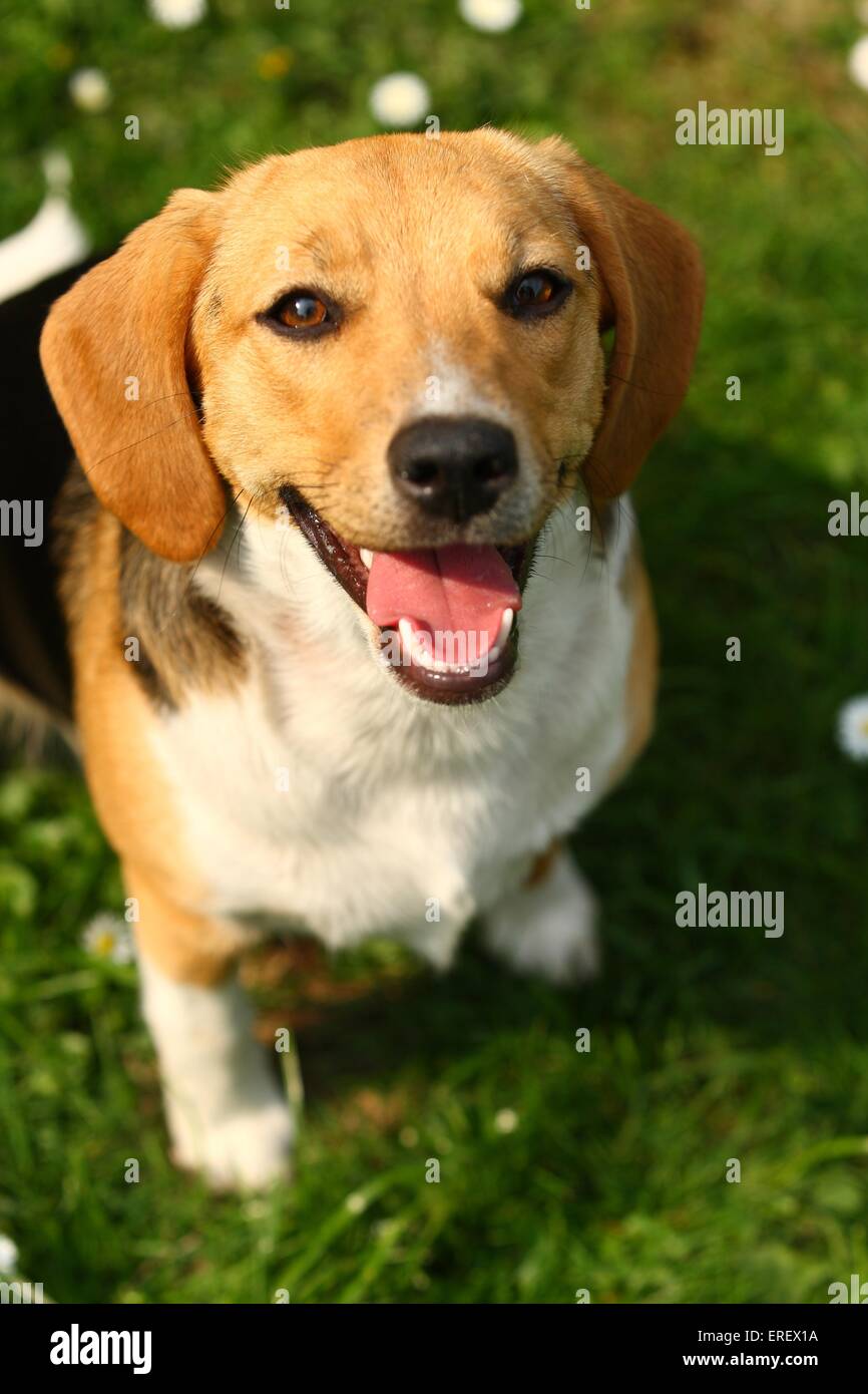 Single sit adult beagle dog hi-res stock photography and images - Alamy
