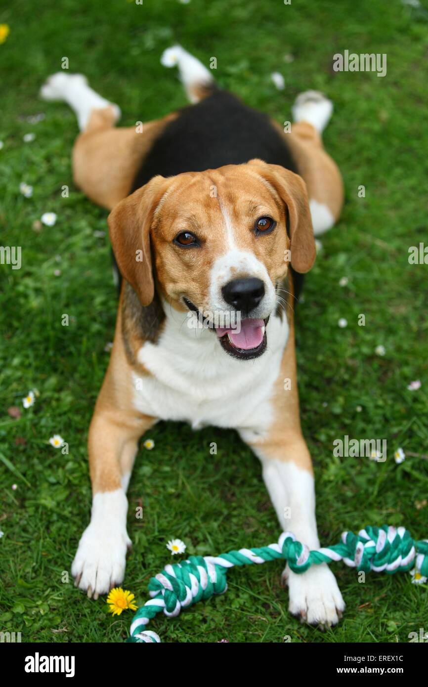 Curious beagle hi-res stock photography and images - Alamy