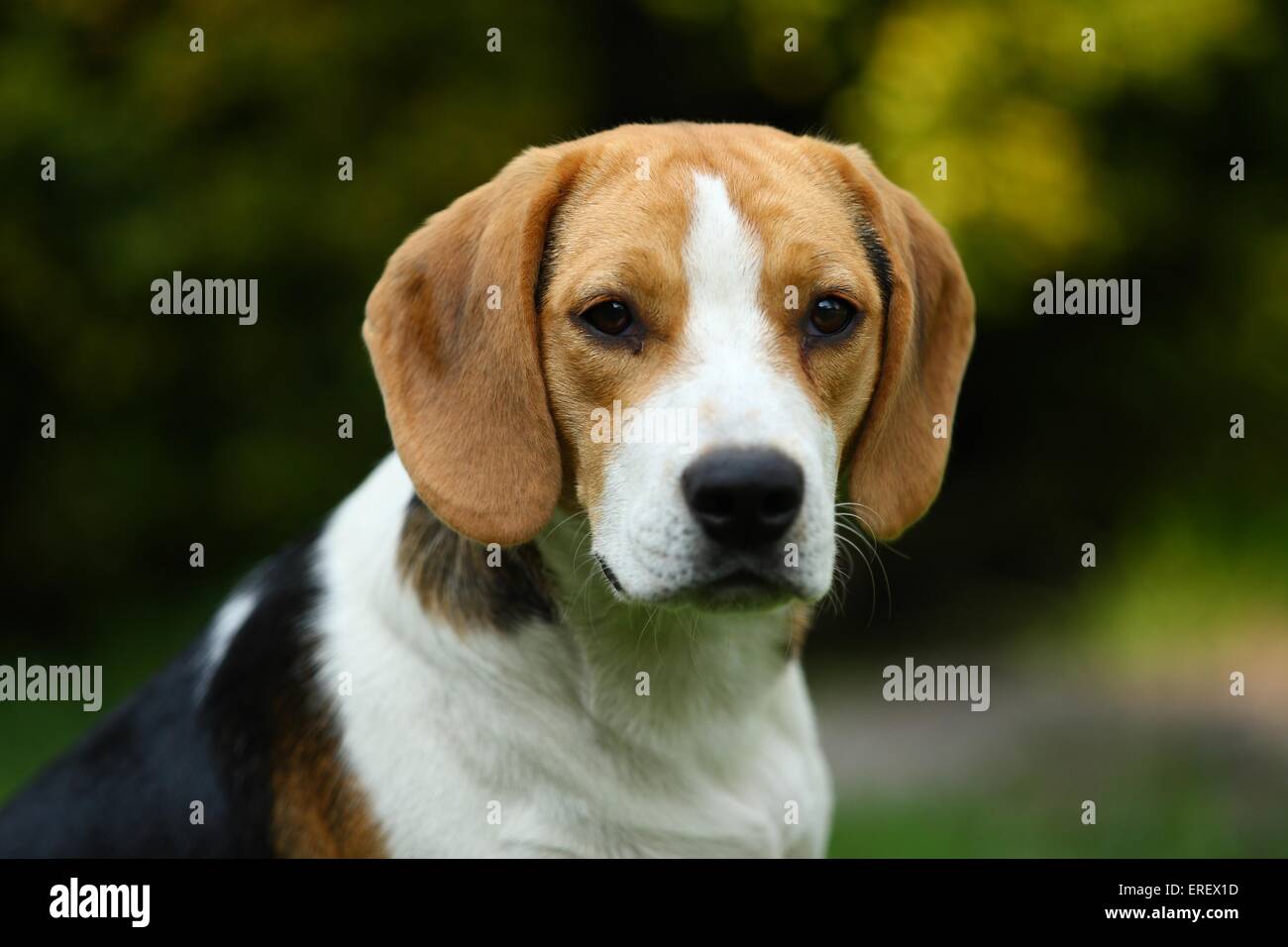 Side View Beagle Head High Resolution Stock Photography and Images - Alamy