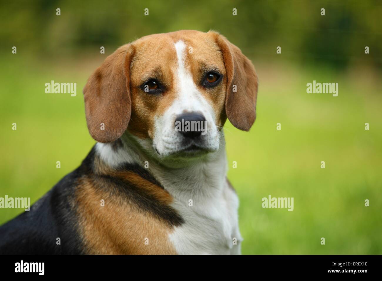 Side view beagle head hi-res stock photography and images - Alamy