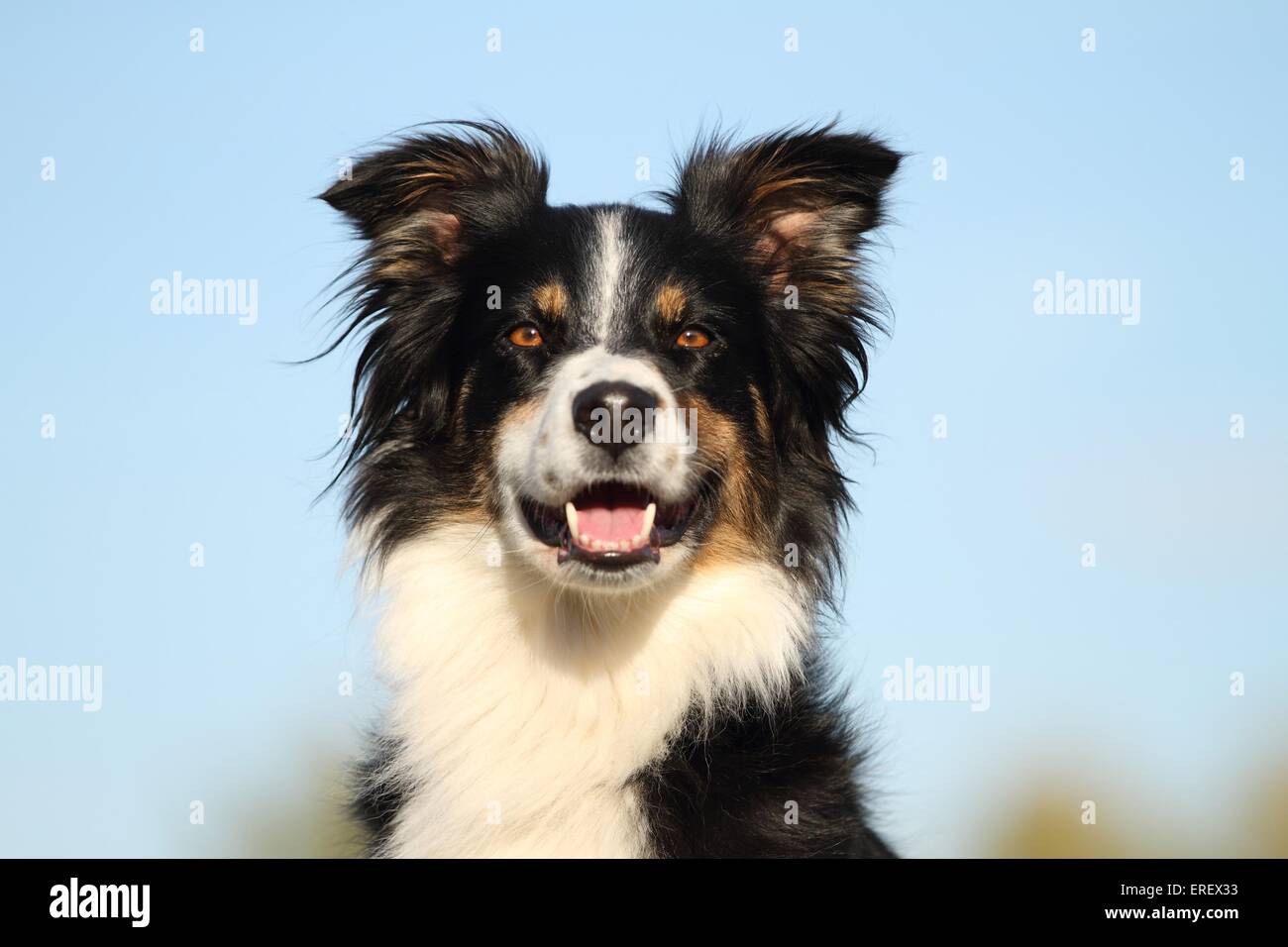 Border Collie Portrait Stock Photo - Alamy