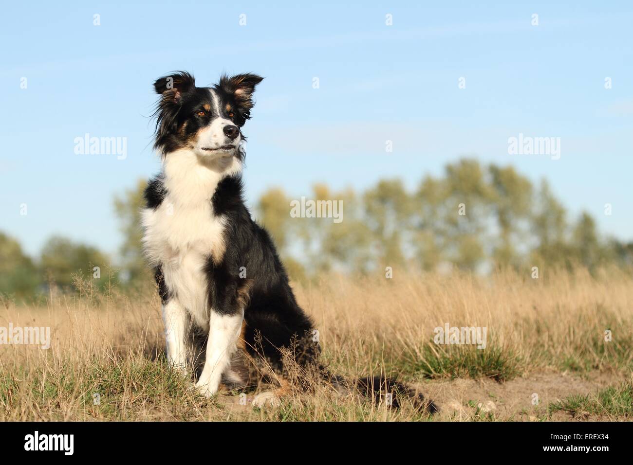 sitting Border Collie Stock Photo - Alamy