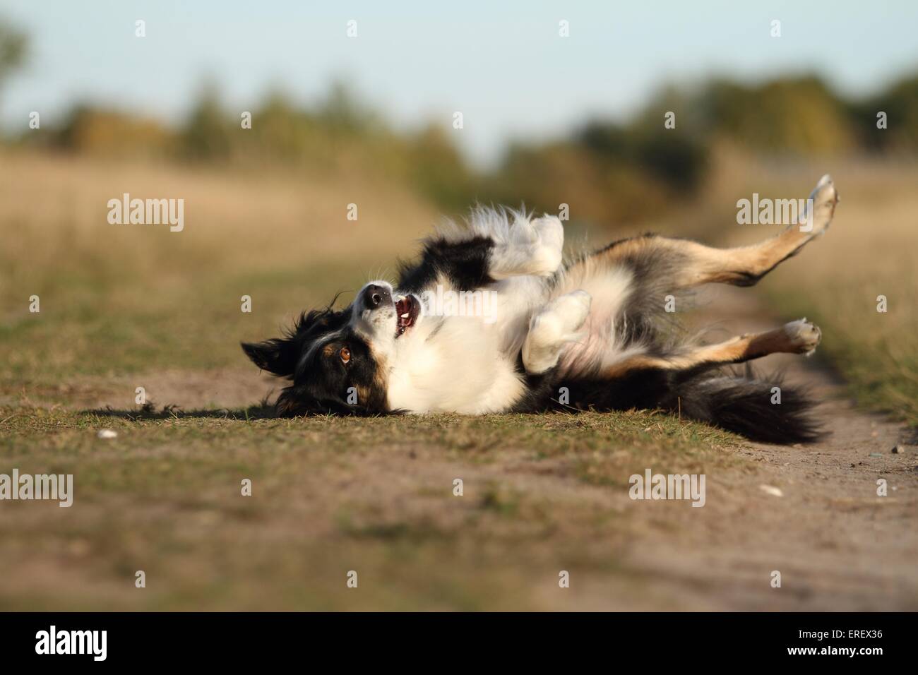 rolling Border Collie Stock Photo - Alamy