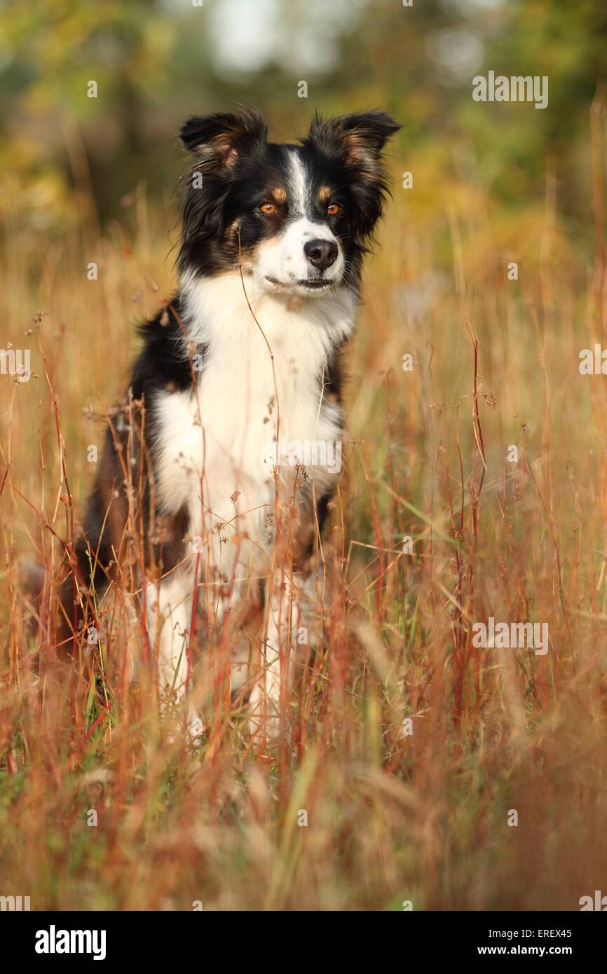 sitting Border Collie Stock Photo - Alamy
