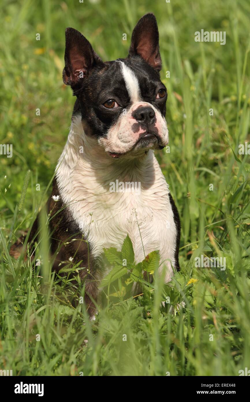 sitting Boston Terrier Stock Photo - Alamy