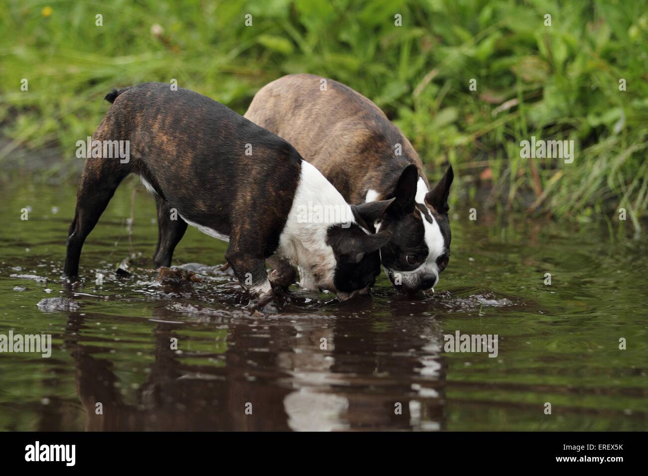 2 Boston Terriers Stock Photo - Alamy
