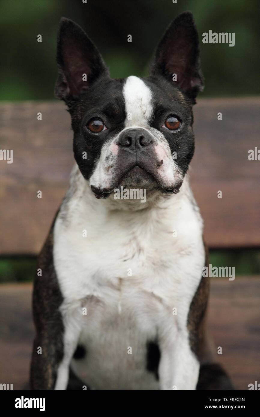 Boston Terrier Portrait Stock Photo - Alamy
