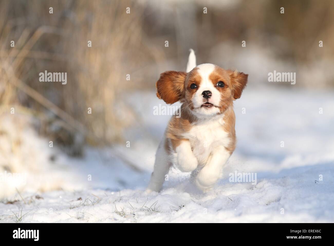 Cavalier king charles spaniel running hi-res stock photography and ...