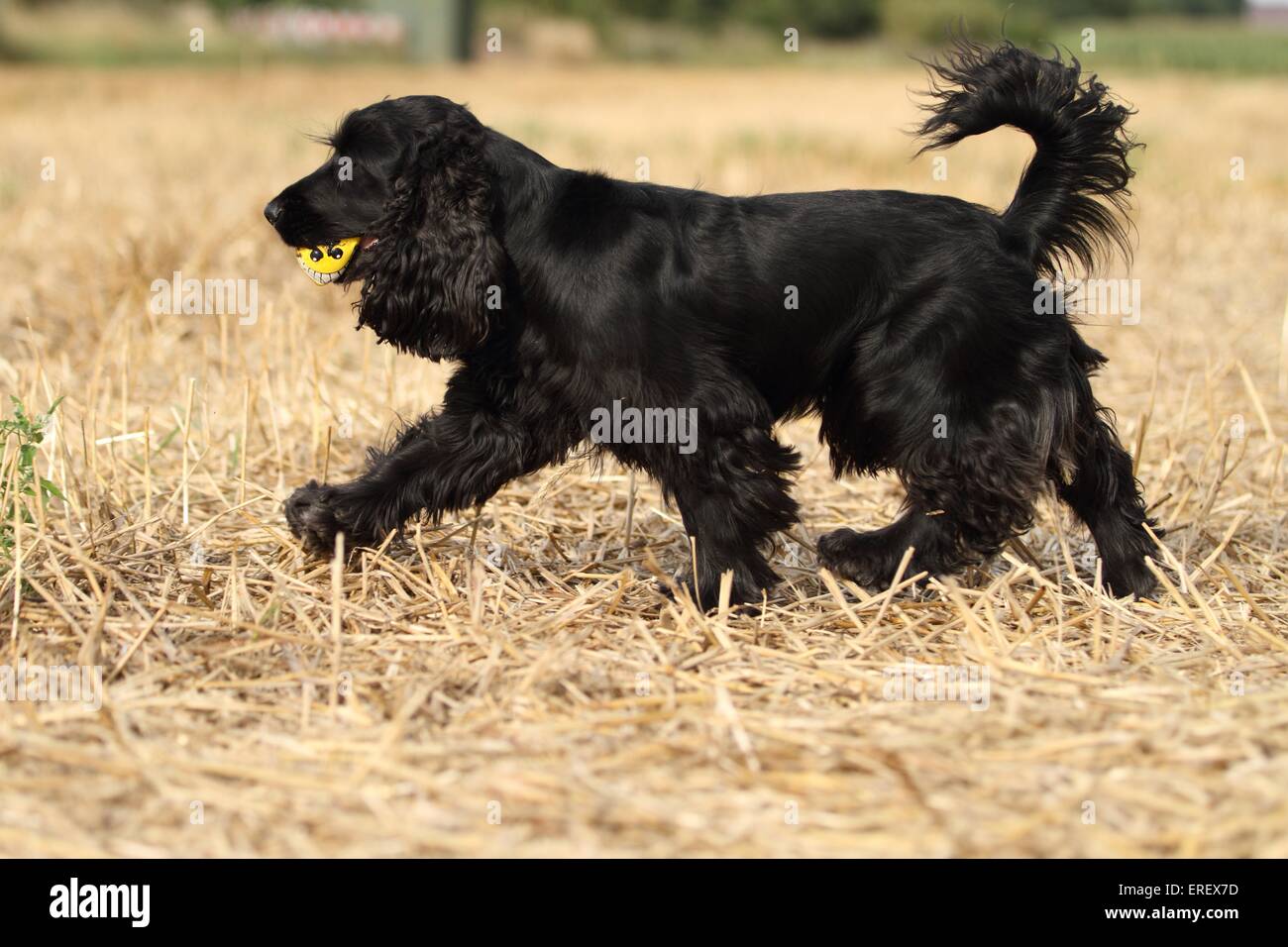 Field spaniel profile hi-res stock photography and images - Alamy