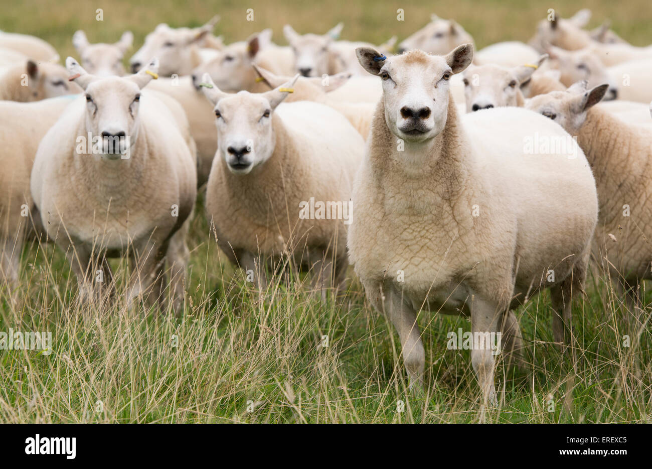 Lleyn sheep, a Welsh upland breed, in pastures. UK Stock Photo - Alamy