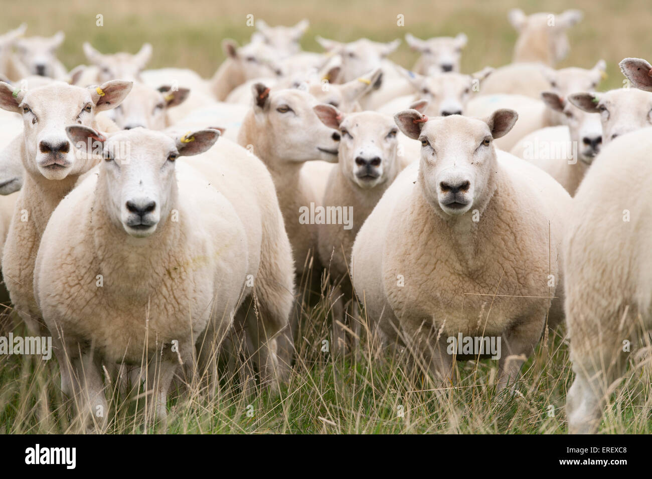 Welsh farm animals hi-res stock photography and images - Alamy