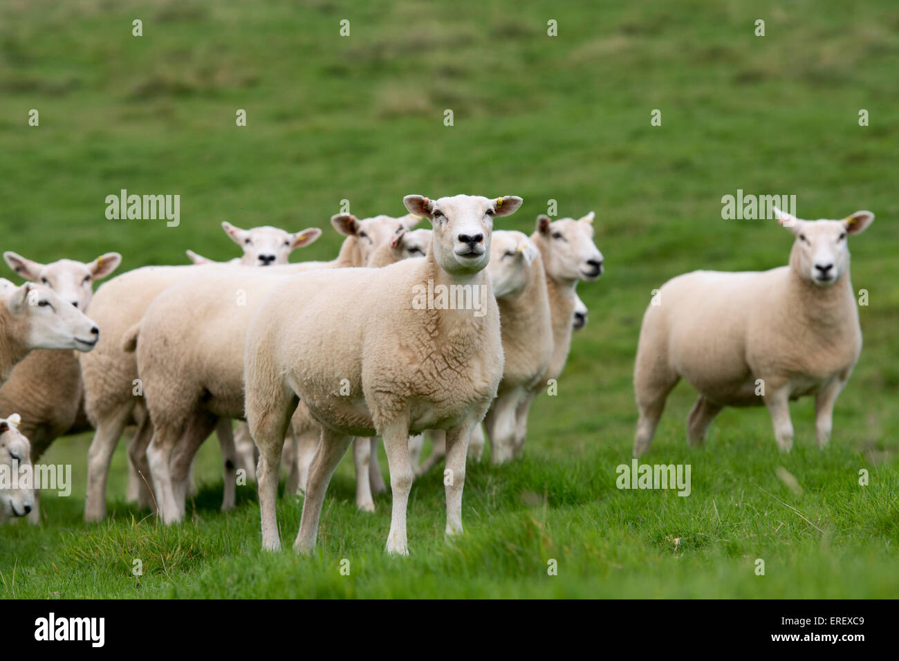 Lleyn sheep, a Welsh upland breed, in pastures. UK Stock Photo - Alamy