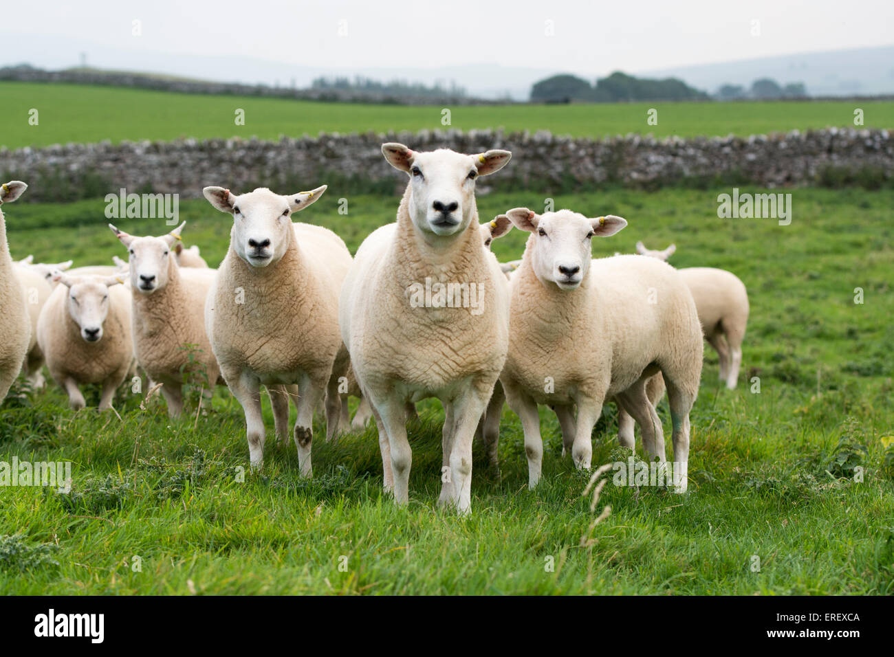 Welsh Breed Of Sheep High Resolution Stock Photography and Images - Alamy