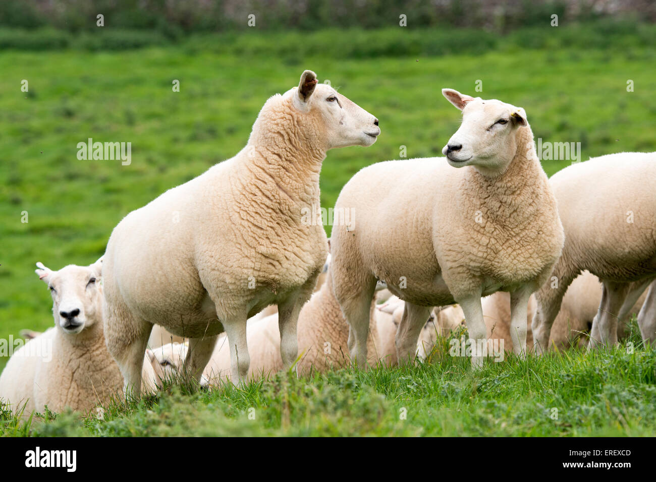Lleyn sheep, a Welsh upland breed, in pastures. UK Stock Photo - Alamy