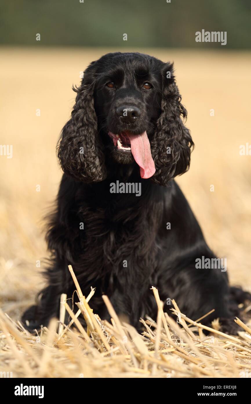 sitting English Cocker Spaniel Stock Photo - Alamy