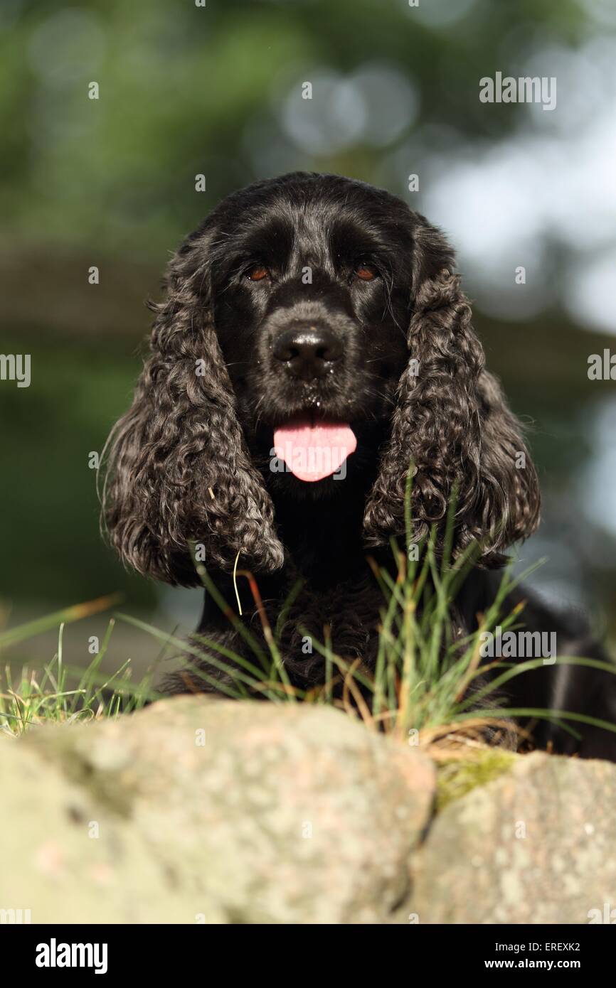 Black english cocker spaniel hi-res stock photography and images - Alamy
