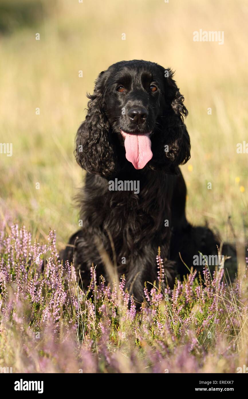 sitting English Cocker Spaniel Stock Photo - Alamy