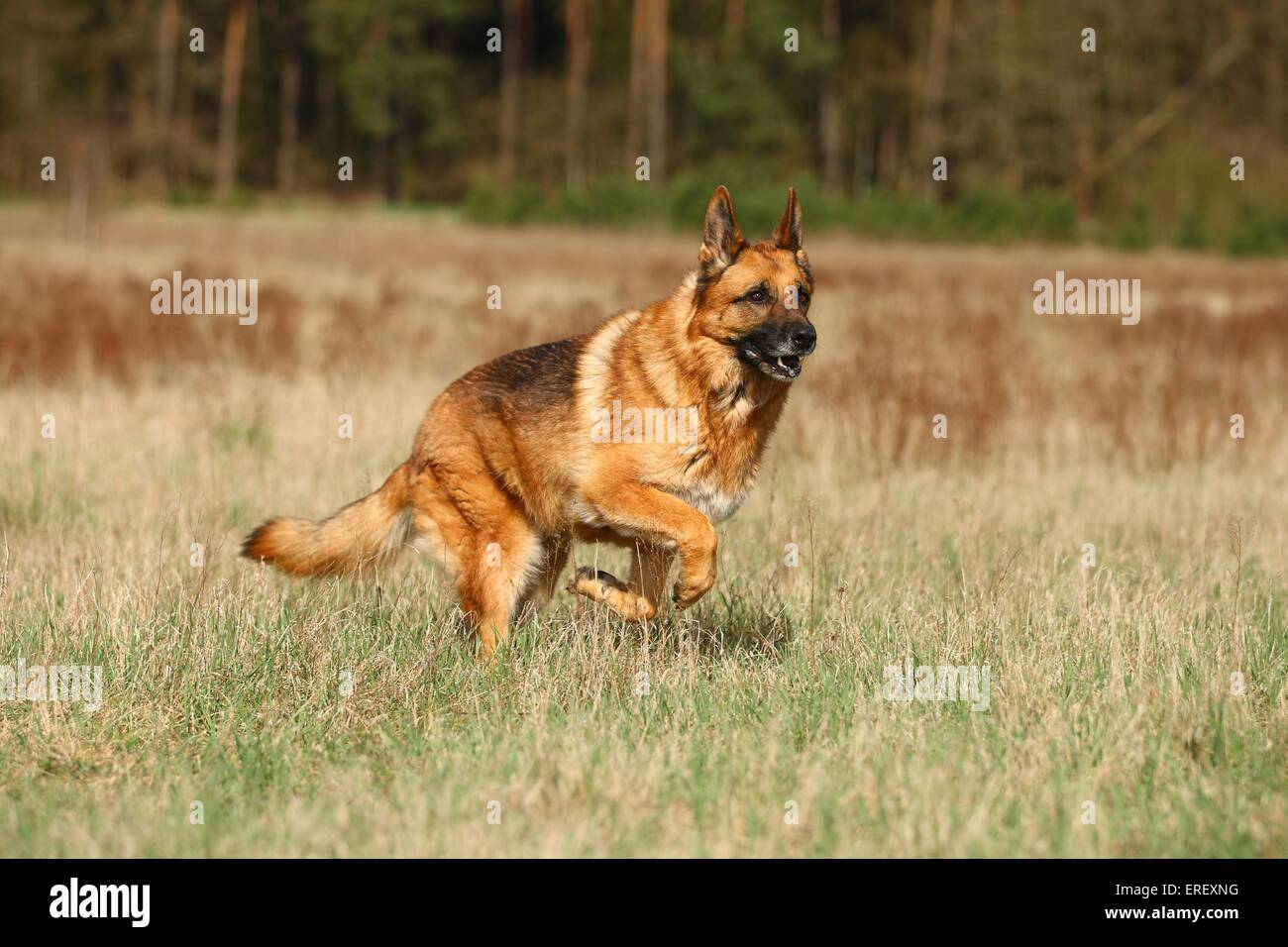 running German Shepherd Stock Photo - Alamy