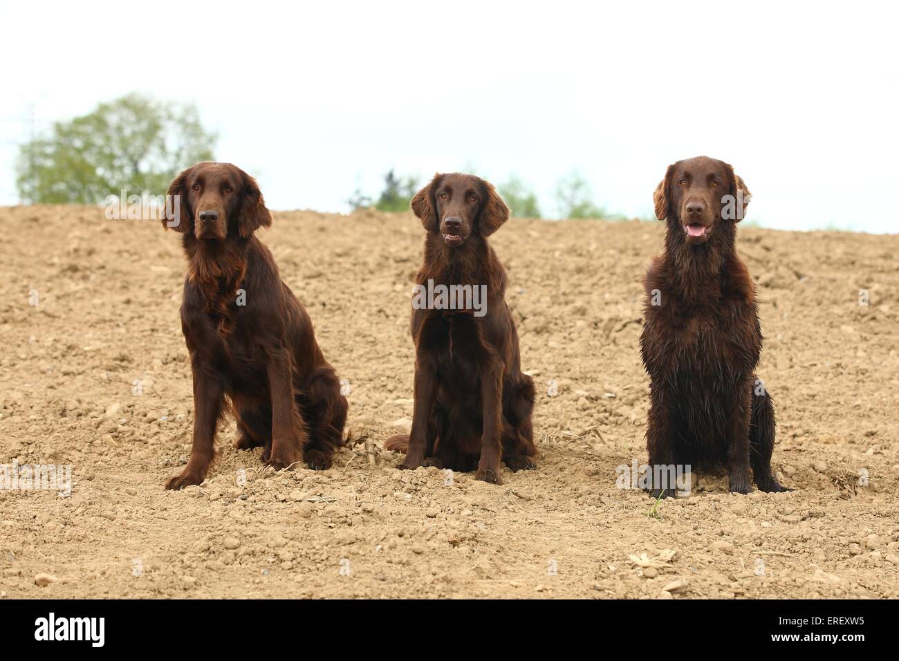 3 Flat Coated Retrievers Stock Photo - Alamy