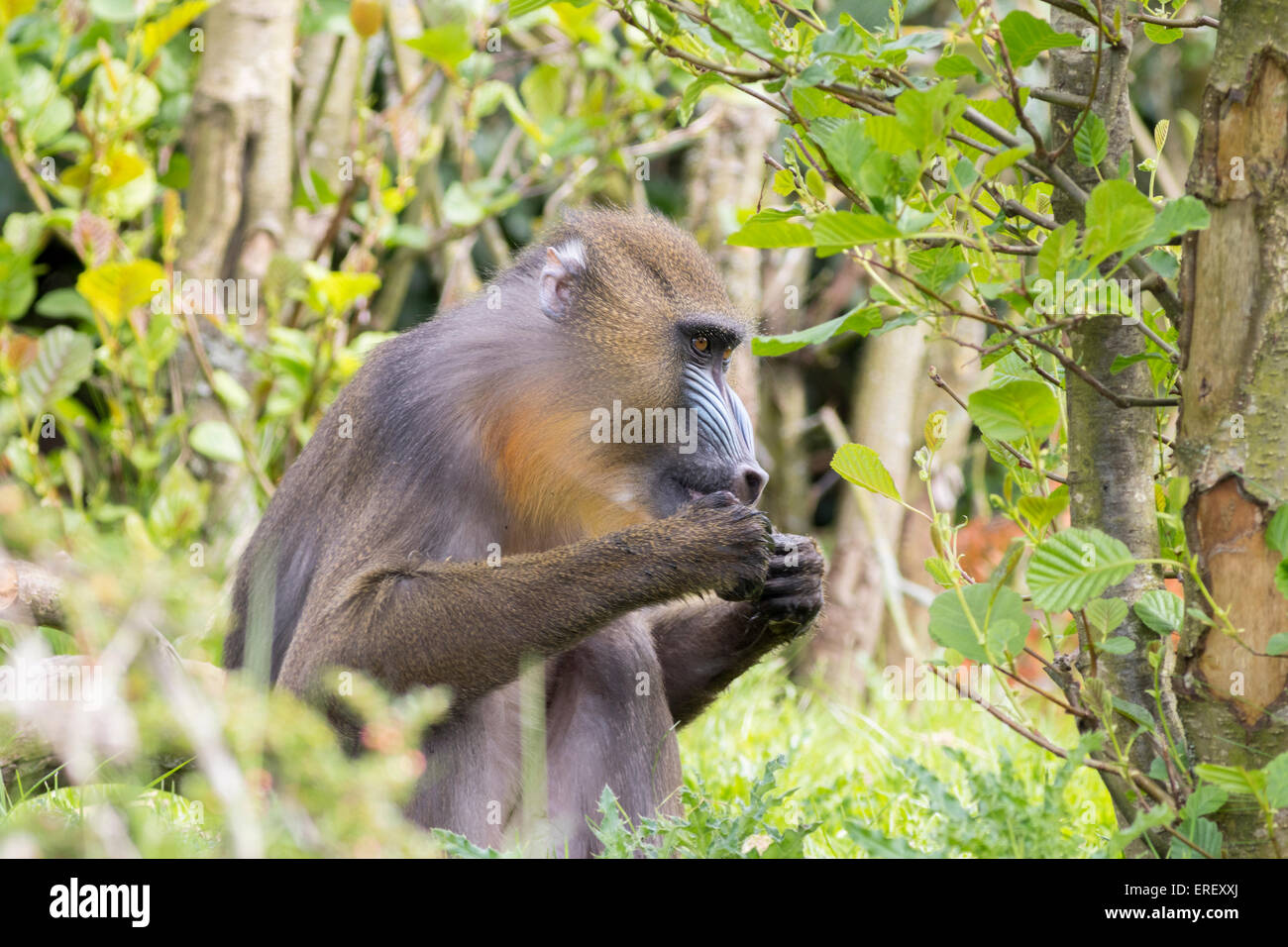 Mandrills forest hi-res stock photography and images - Alamy