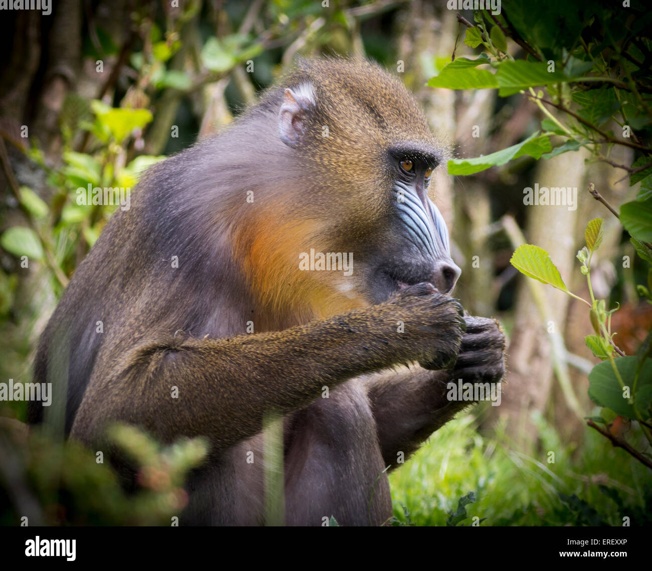 Mandrills forest hi-res stock photography and images - Alamy