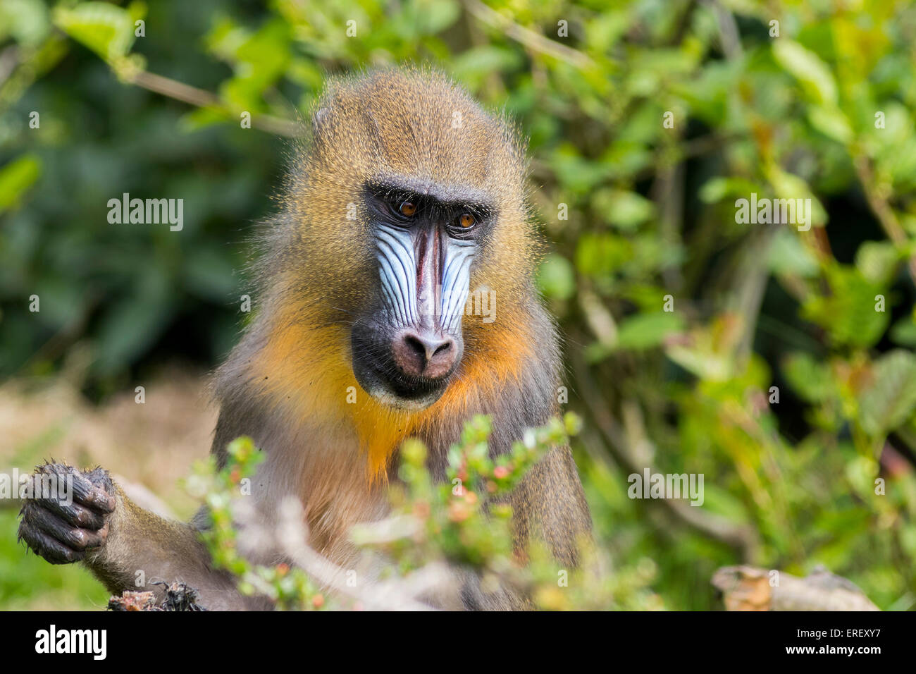 Mandrills hi-res stock photography and images - Alamy