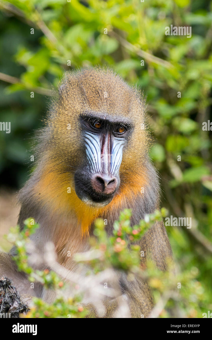 Mandrills Stock Photos & Mandrills Stock Images - Alamy