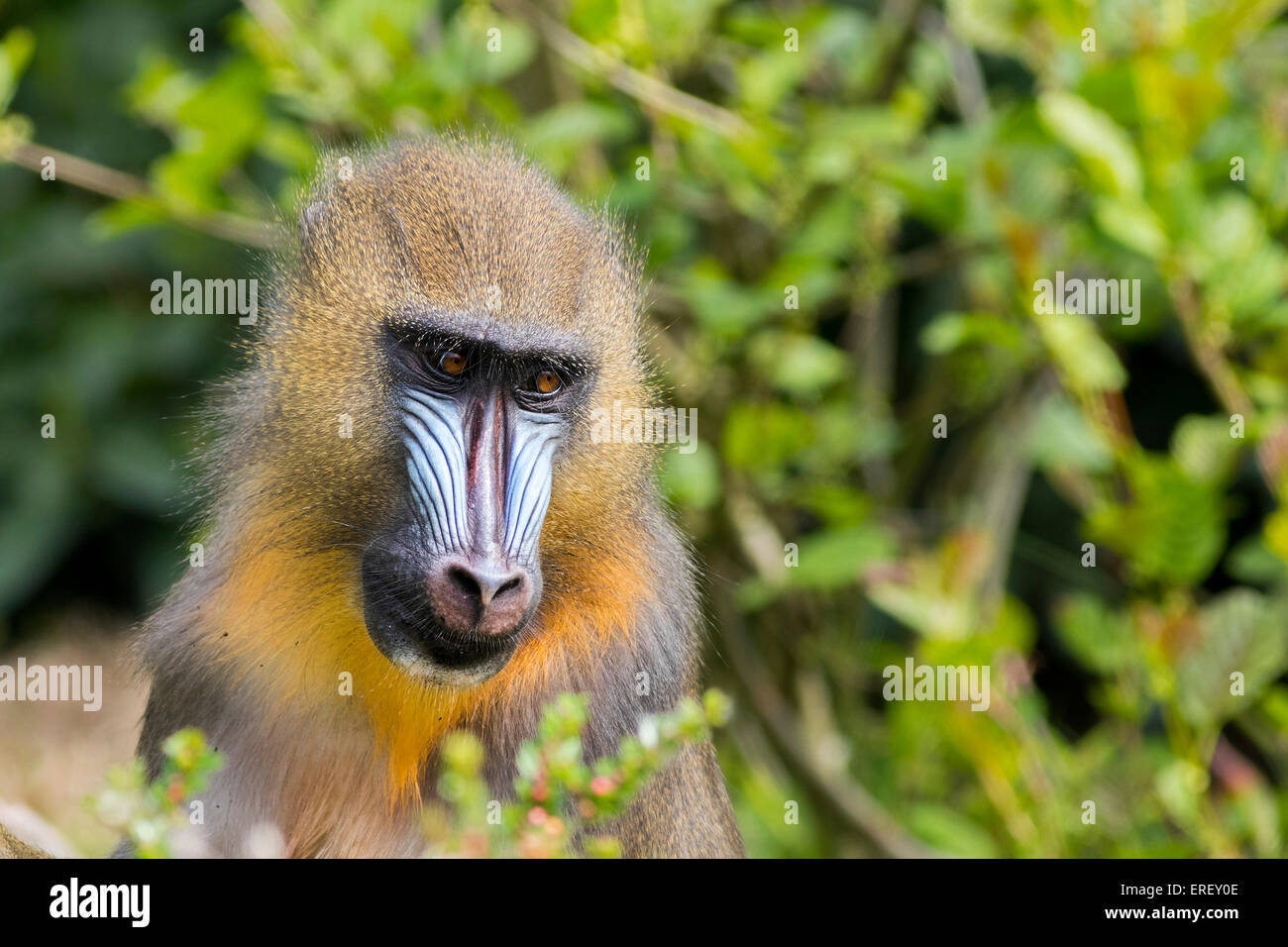 Mandrills forest hi-res stock photography and images - Alamy