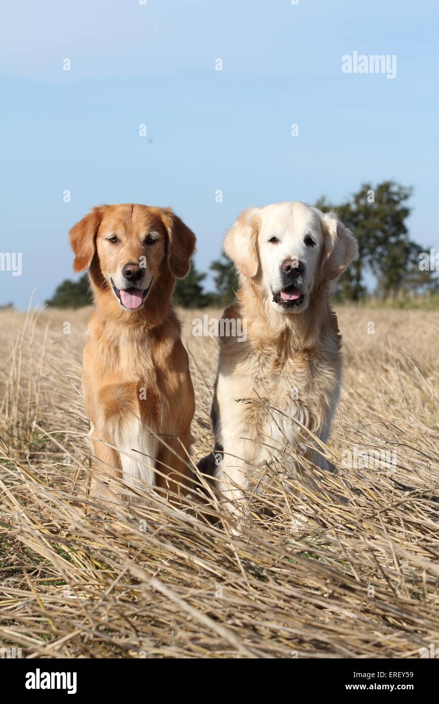 Two golden retrievers sitting hi-res stock photography and images - Alamy