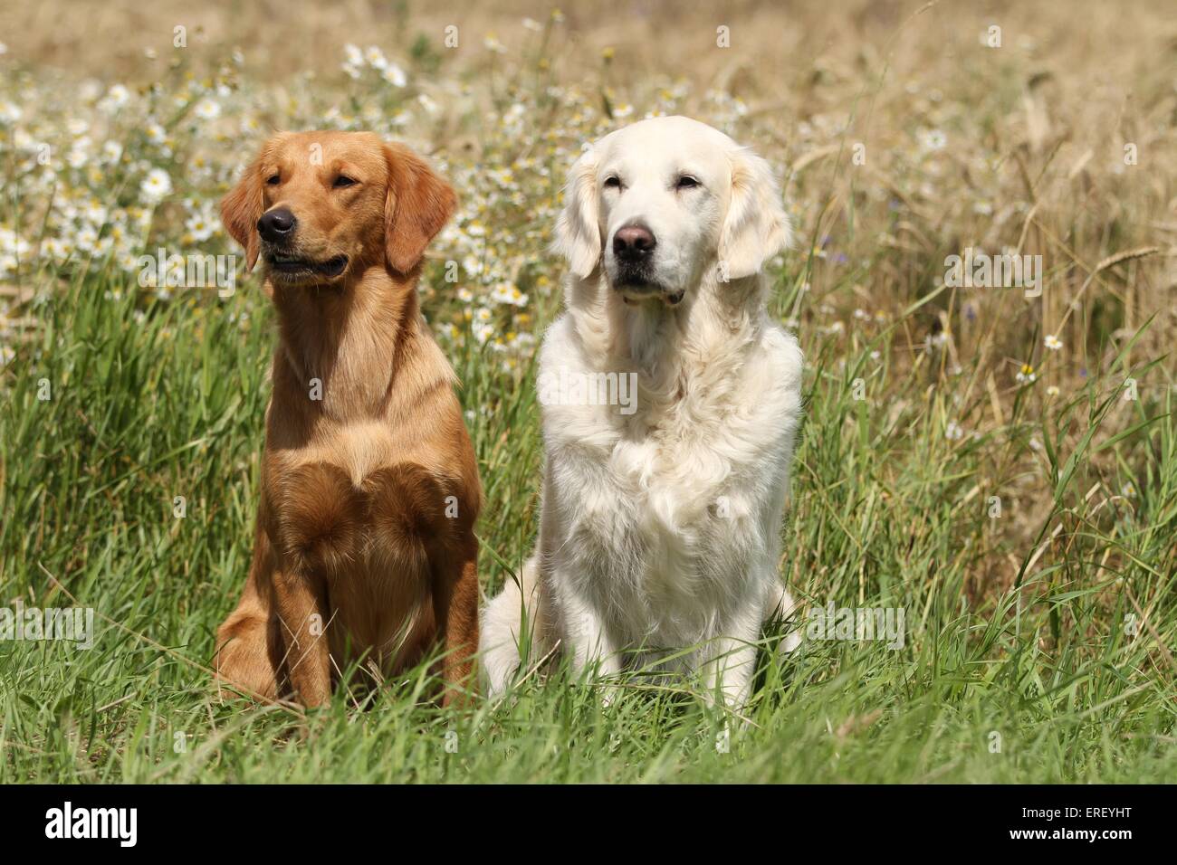 2 Golden Retriever Stock Photo - Alamy