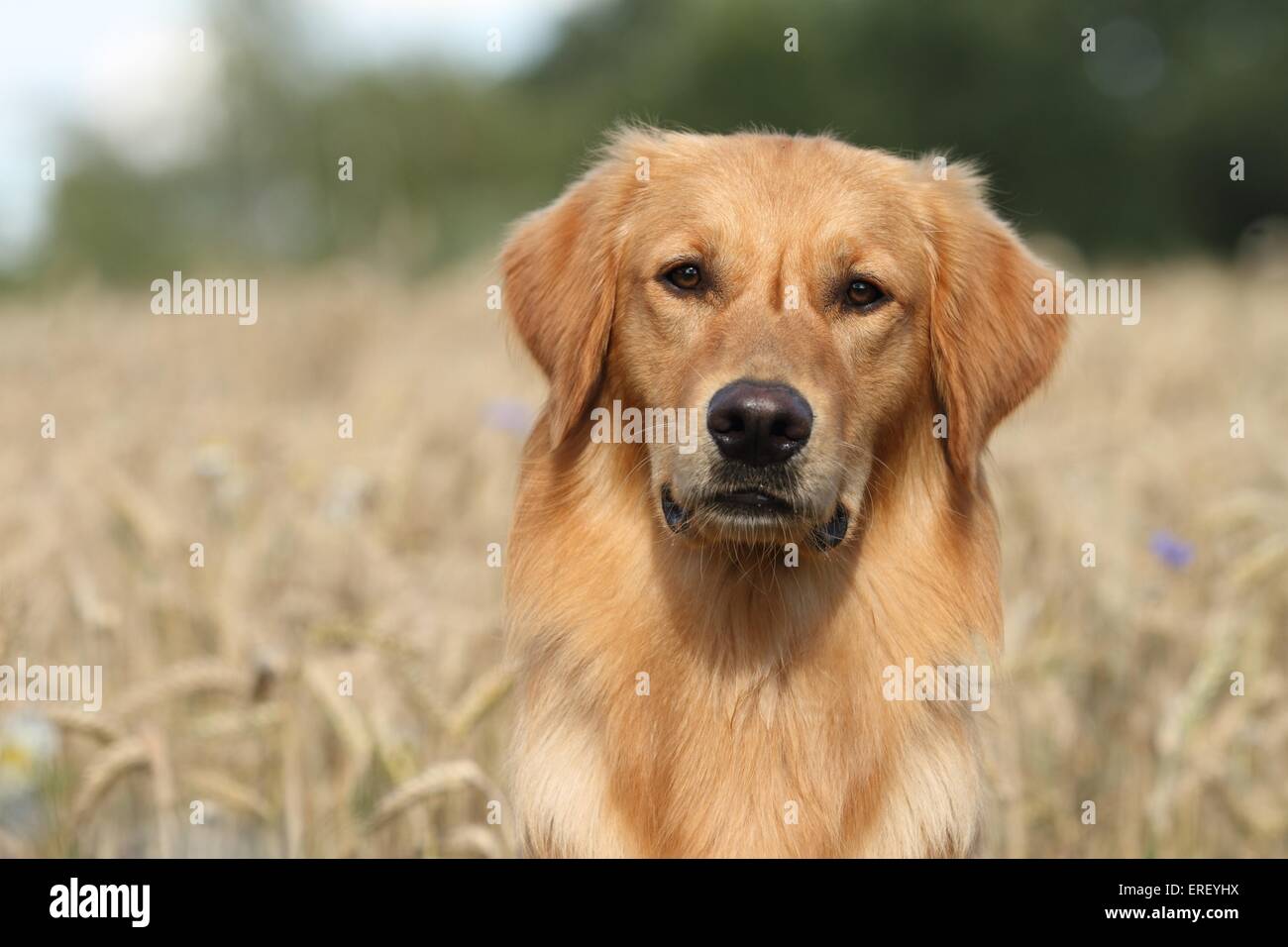 Golden Retriever Portrait Stock Photo - Alamy