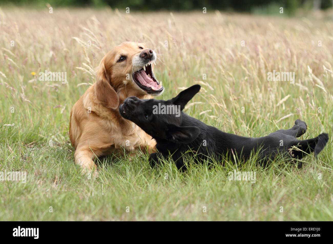 Angry Dogs Stock Photos & Angry Dogs Stock Images - Alamy