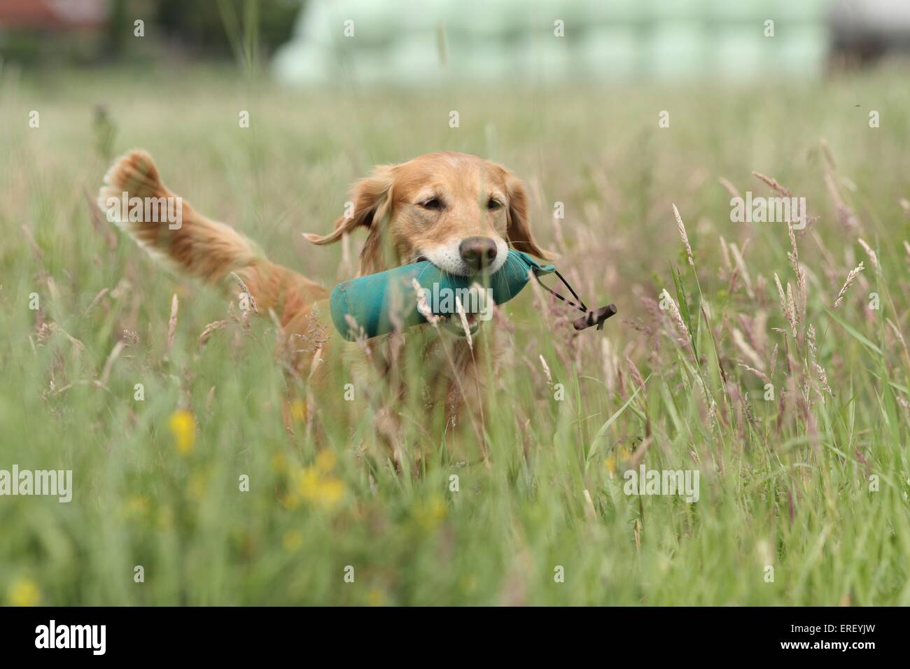 retrieving Golden Retriever Stock Photo - Alamy