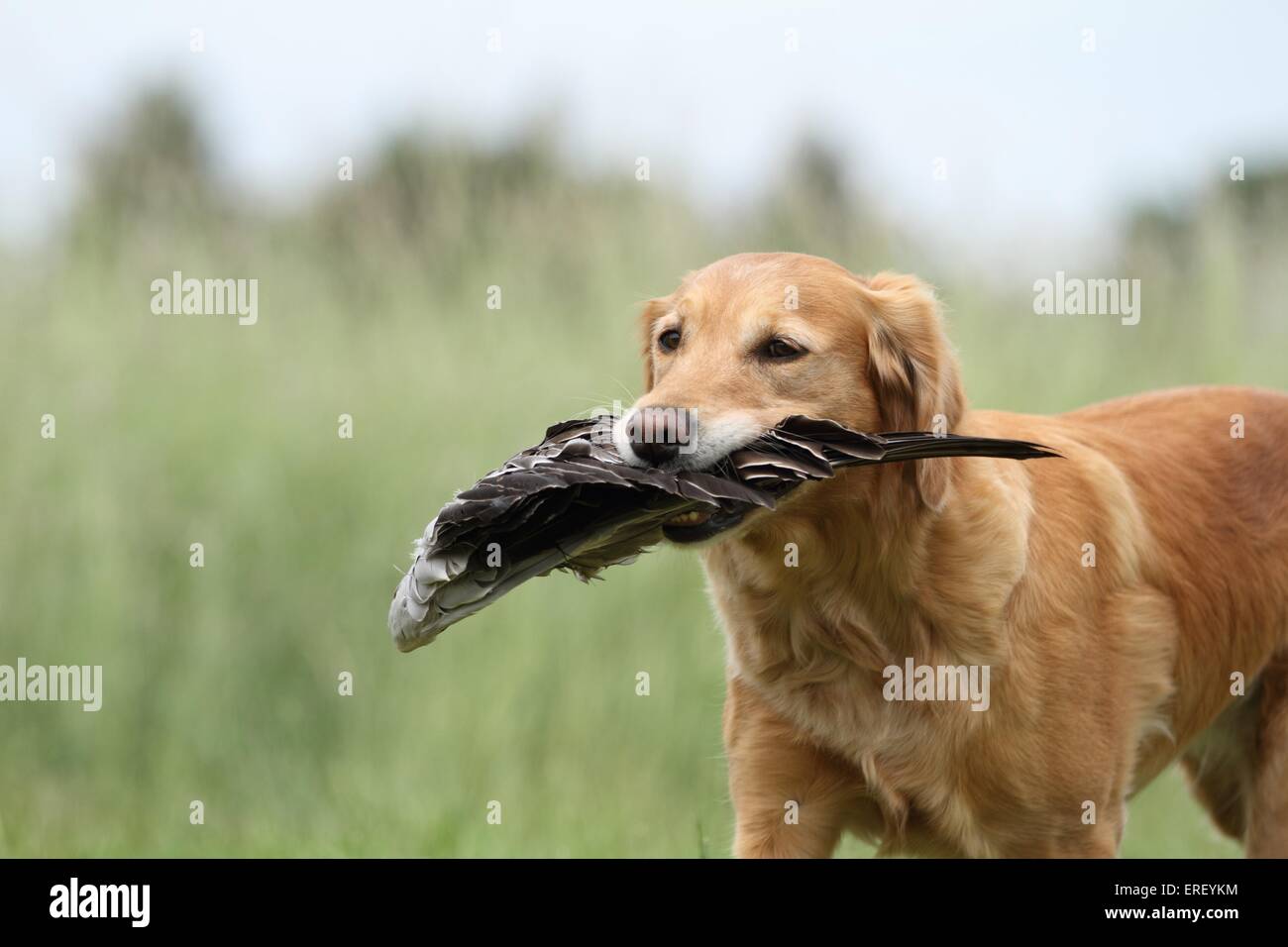 retrieving Golden Retriever Stock Photo - Alamy