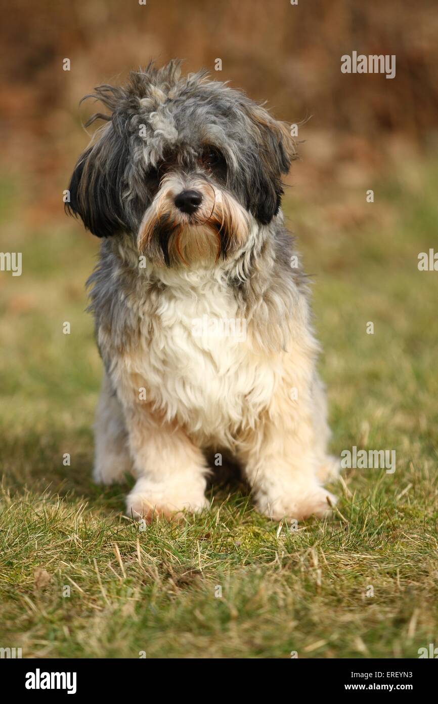 Havanese nature hi-res stock photography and images - Alamy