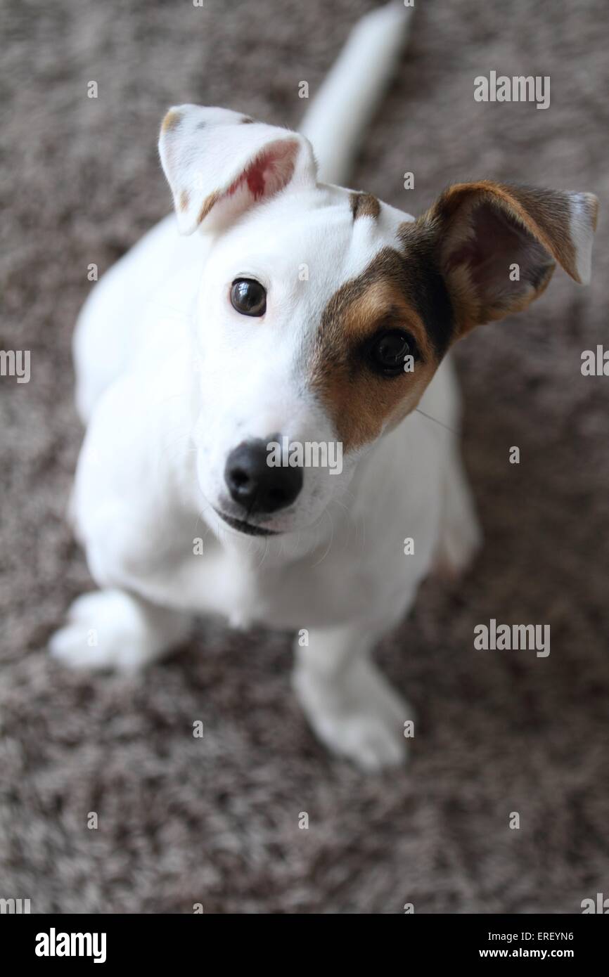sitting Jack Russell Terrier Stock Photo - Alamy