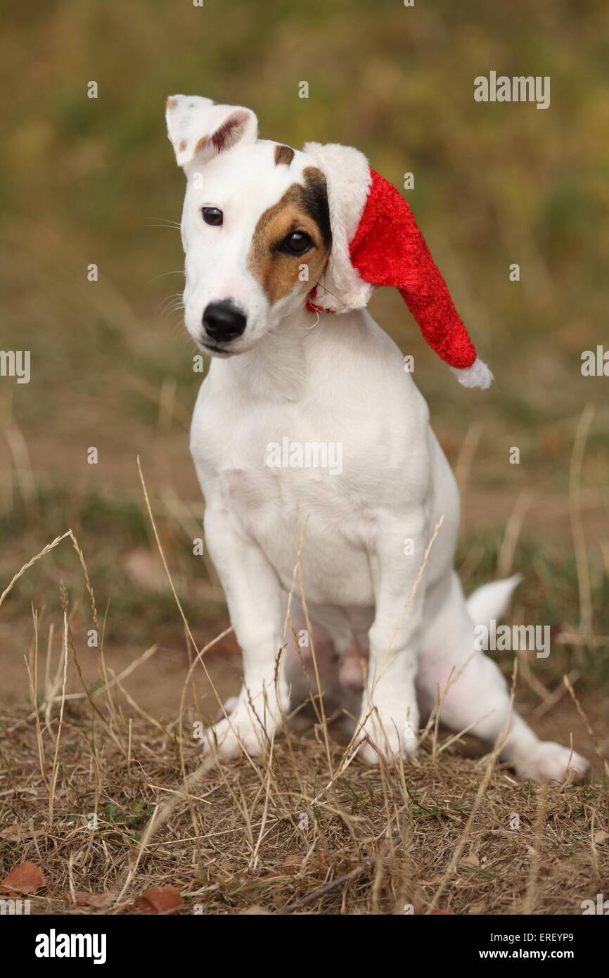 sitting Jack Russell Terrier Stock Photo - Alamy