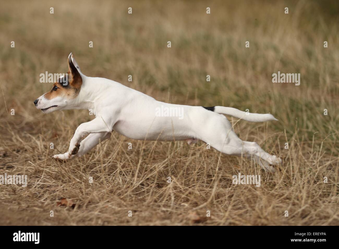 running Jack Russell Terrier Stock Photo - Alamy