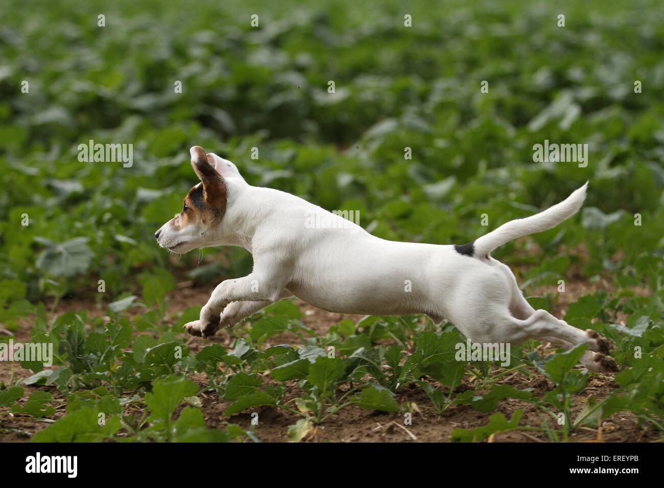 running Jack Russell Terrier Stock Photo - Alamy