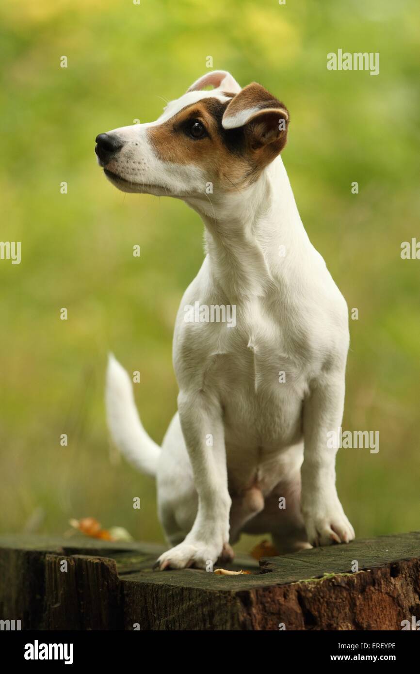 sitting Jack Russell Terrier Stock Photo - Alamy