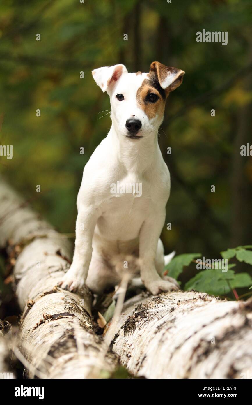 sitting Jack Russell Terrier Stock Photo - Alamy