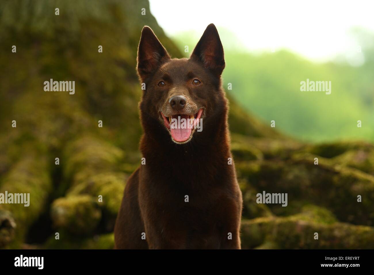 Australian Kelpie Portrait Stock Photo - Alamy