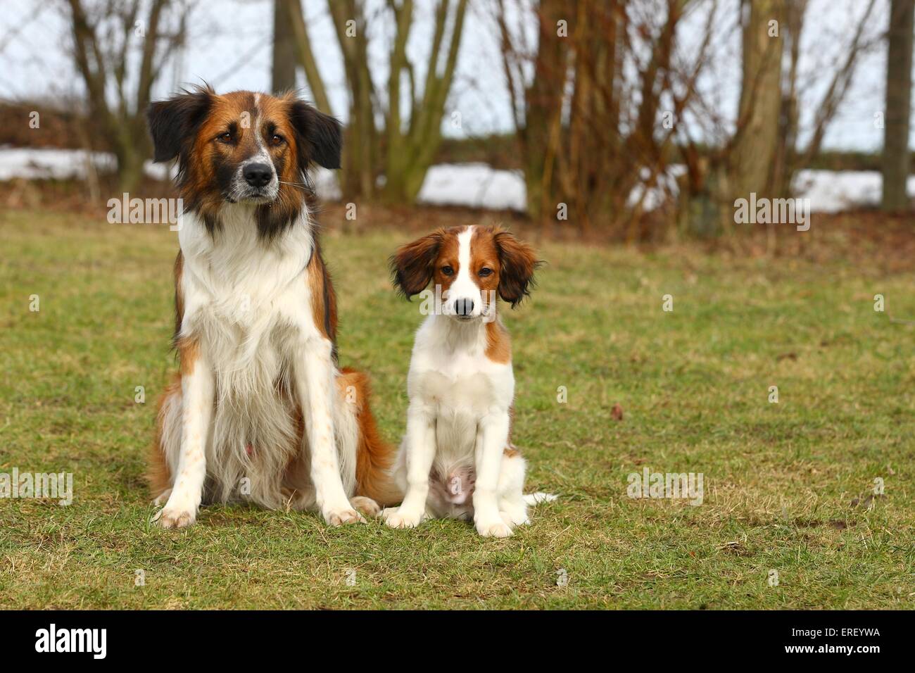 Kooiker sitting hi-res stock photography and images - Alamy
